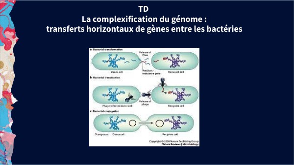 TD3 complexification des génomes | Genially