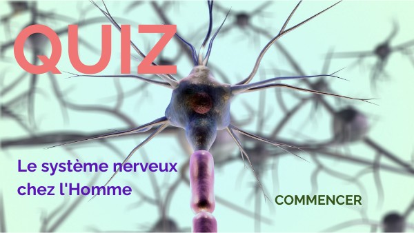 Quiz - système nerveux