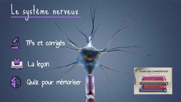 Système nerveux | Genially