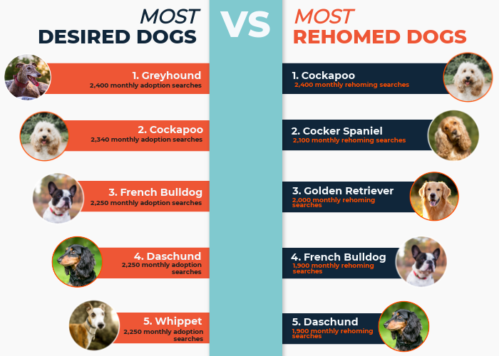 Most Desired Dogs vs Most Rehomed Dogs | Genially