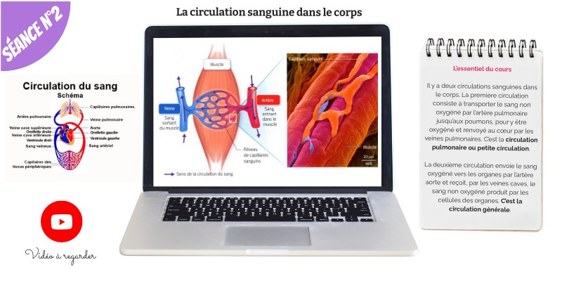 Séance n°2 circulation sanguine
