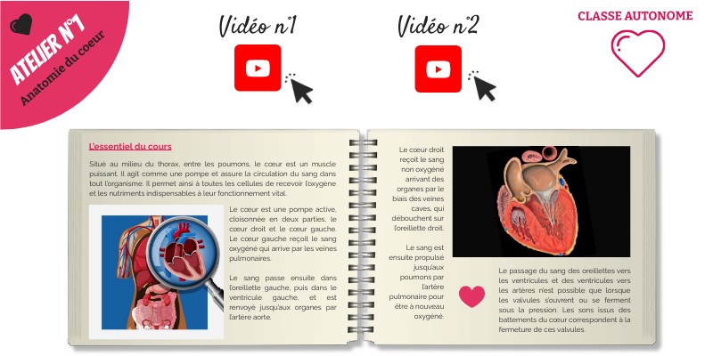 Atelier 1 anatomie du coeur | Genially