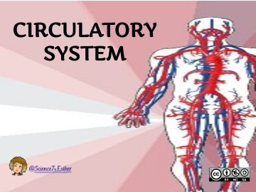 CirculatorySystem