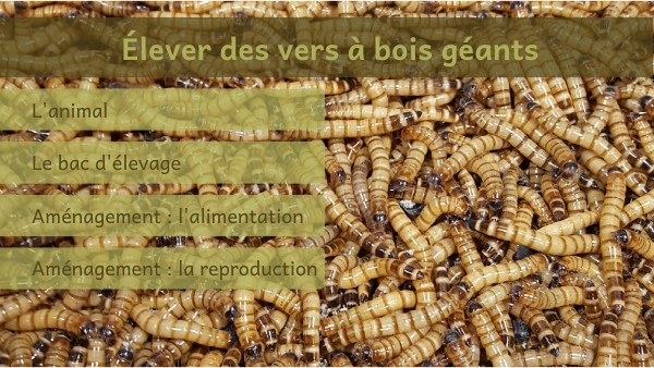 6e - Élever des vers à bois géants