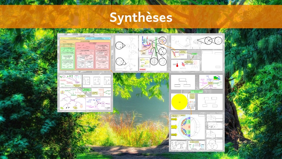5e - Synthèses SVT | Genially