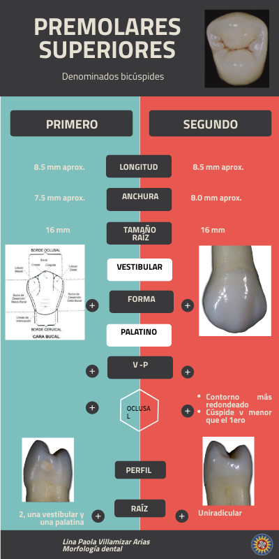 PREMOLARES SUPERIORES