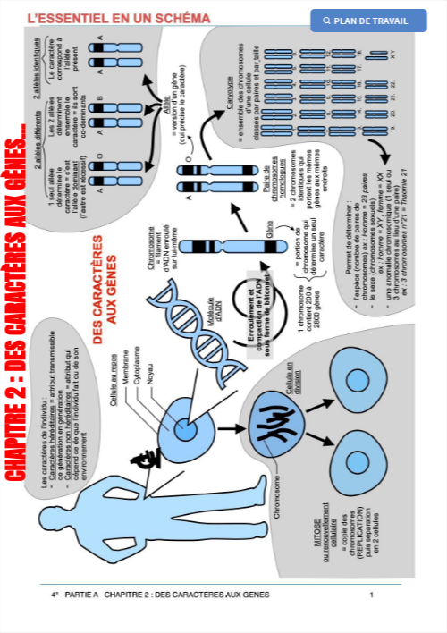 4°Partie A Chapitre 2 | Genially