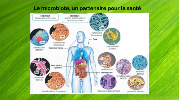 Le microbiote | Genially