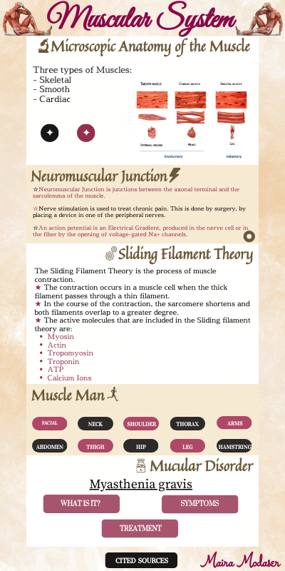 Muscular System | Genially