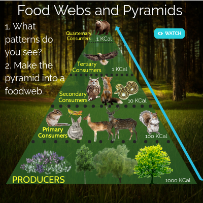 Food Webs and Feeding Relationships