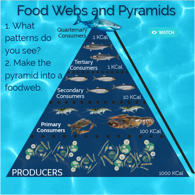 8th Grade_Food Webs and Feeding Relationships | Genially