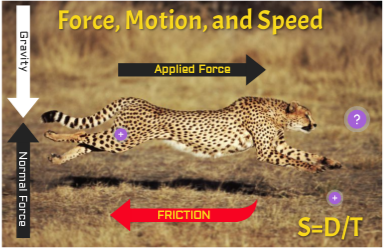 Cheetah Speed | Genially