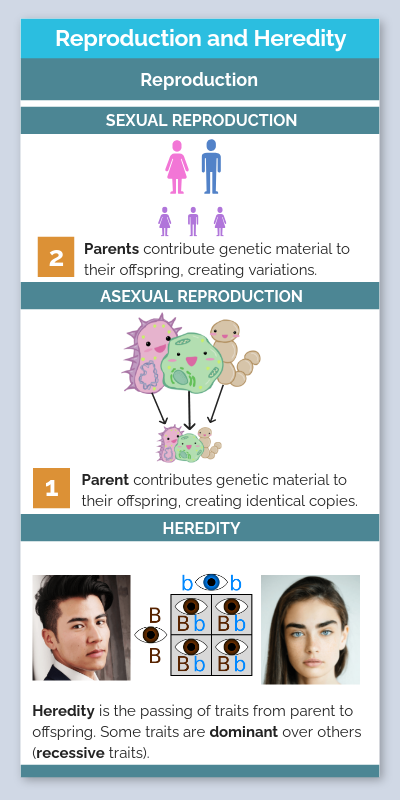 REproduction and heredity