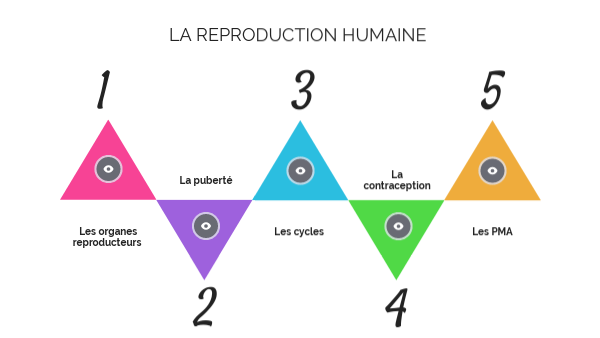 La reproduction humaine | Genially