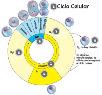 Ciclo Celular | Genially