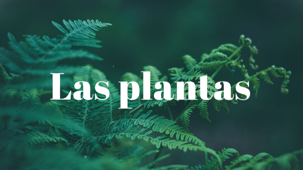 LAS PLANTAS