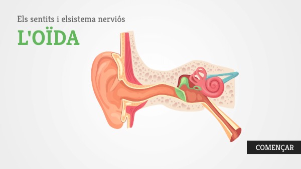 Parts de l'oïda | Genially