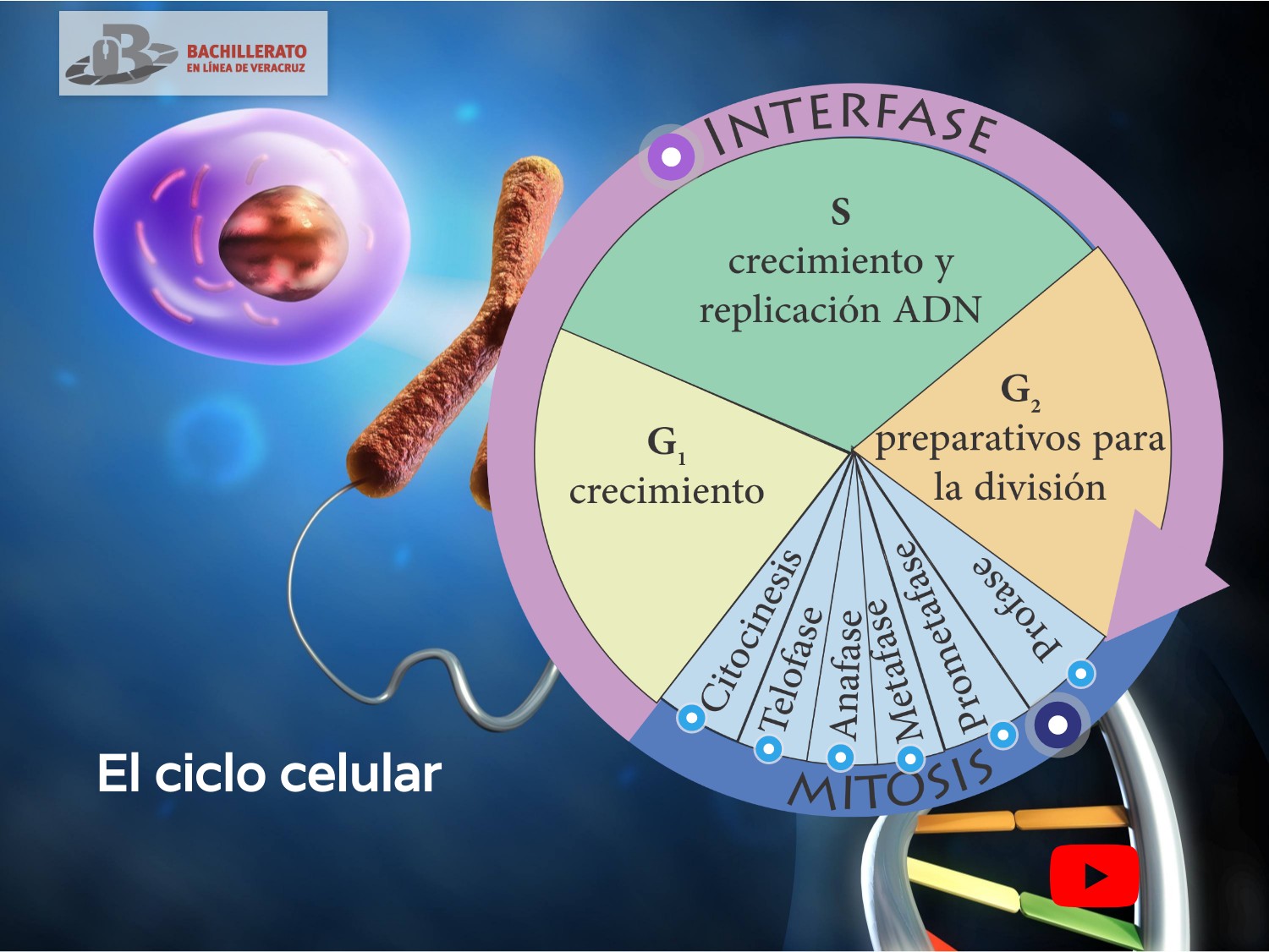 Ciclo celular | Genially