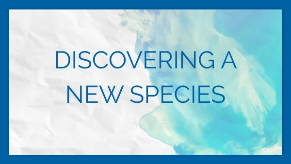 Create a new animal | Genially