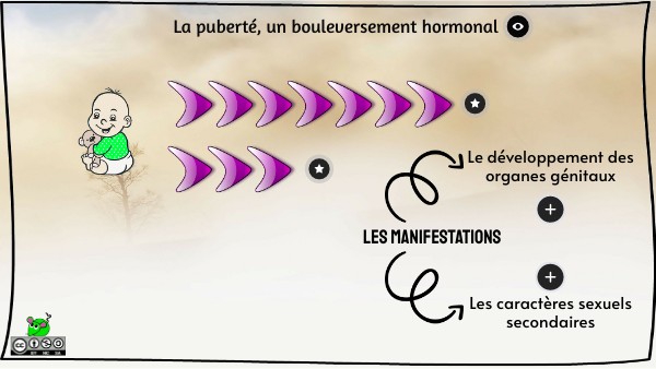 Puberté