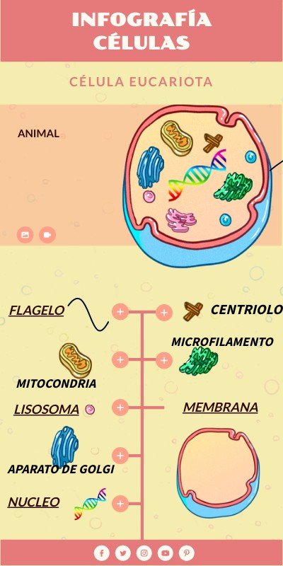 INFOGRAFIA CÉLULA | Genially