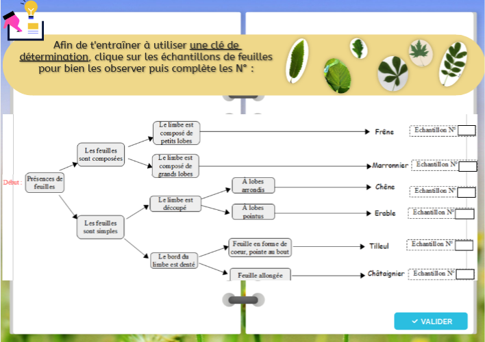 6è_clé détermination | Genially