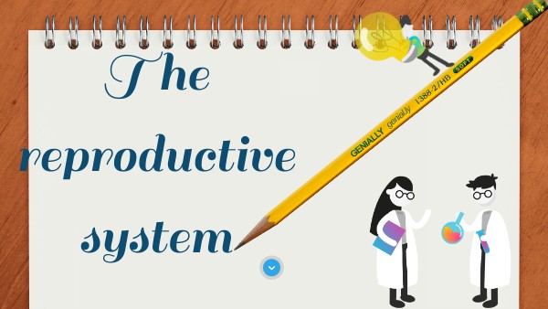 The reproductive system | Genially