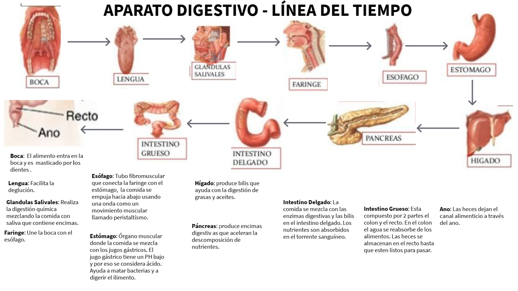 APARATO DIGESTIVO | Genially