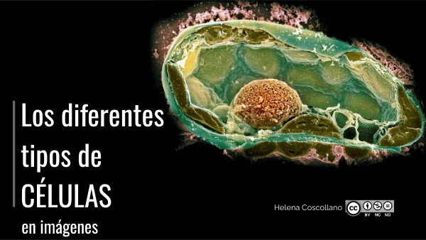 Tipos de células | Genially