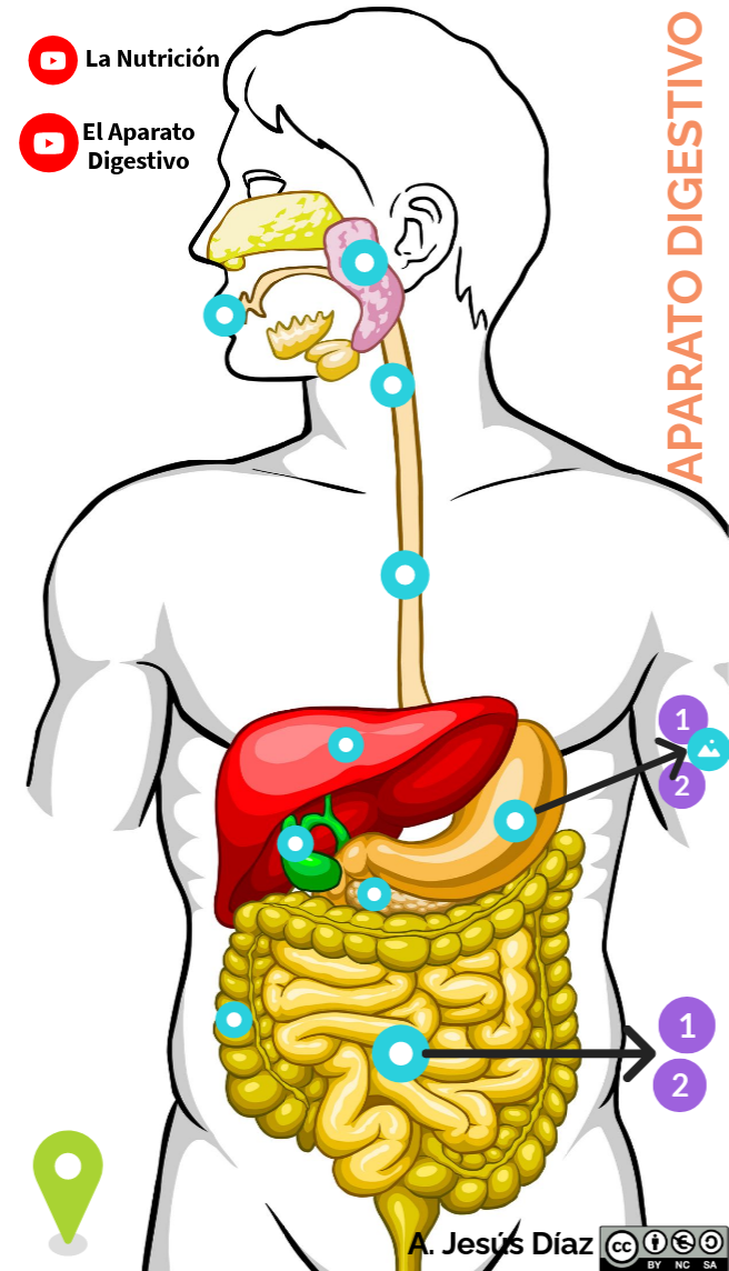 ANATOMIA DEL APARATO DIGESTIVO | Genially