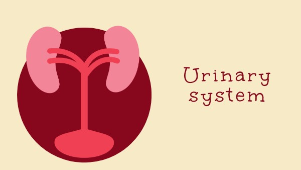 Urinary system | Genially