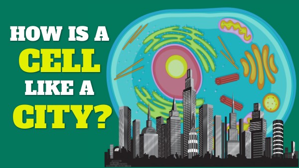 CELL CITY | Genially