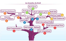 Les branches de droit DGEMC | Genially