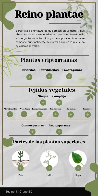 Infografia | Equipo 4 | Grupo BD | Reino Plantae | Genially
