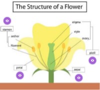 Parts of the flower | Genially