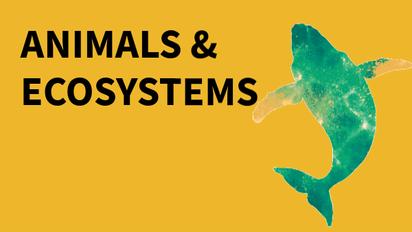 ANIMALS & ECOSYSTEMS | Genially