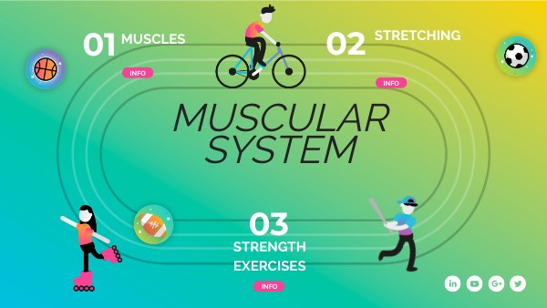 Muscular System