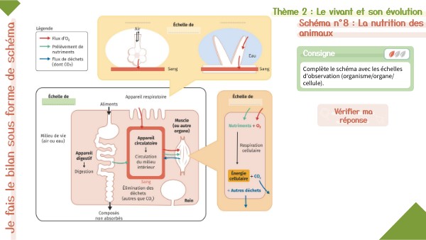 SVT Cycle 4 - Schéma 8