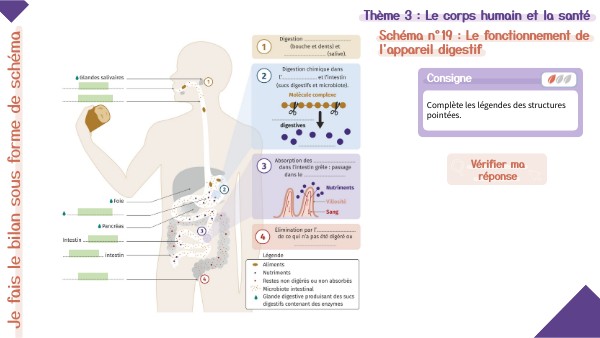 SVT Cycle 4 - Schéma 19 | Genially