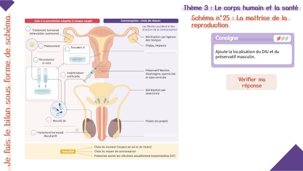 SVT Cycle 4 - Schéma 25 | Genially