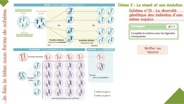 SVT Cycle 4 - Schéma 13 | Genially
