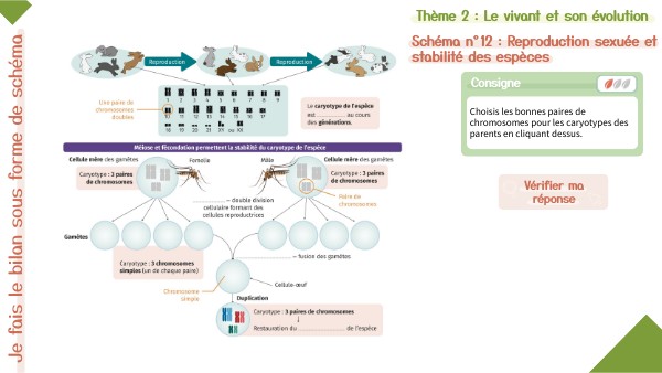 SVT Cycle 4 - Schéma 12 | Genially