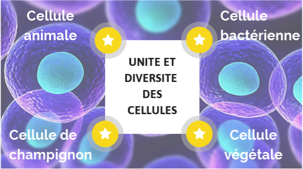 UNITE ET DIVERSITE DES CELLULES | Genially