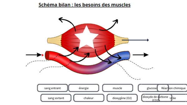 correction schéma bilan 5e besoins muscles