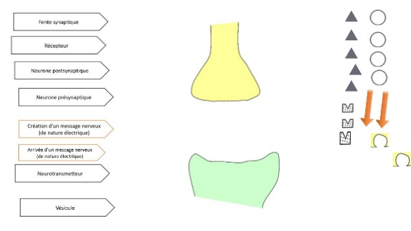 Correction synapse 4e | Genially