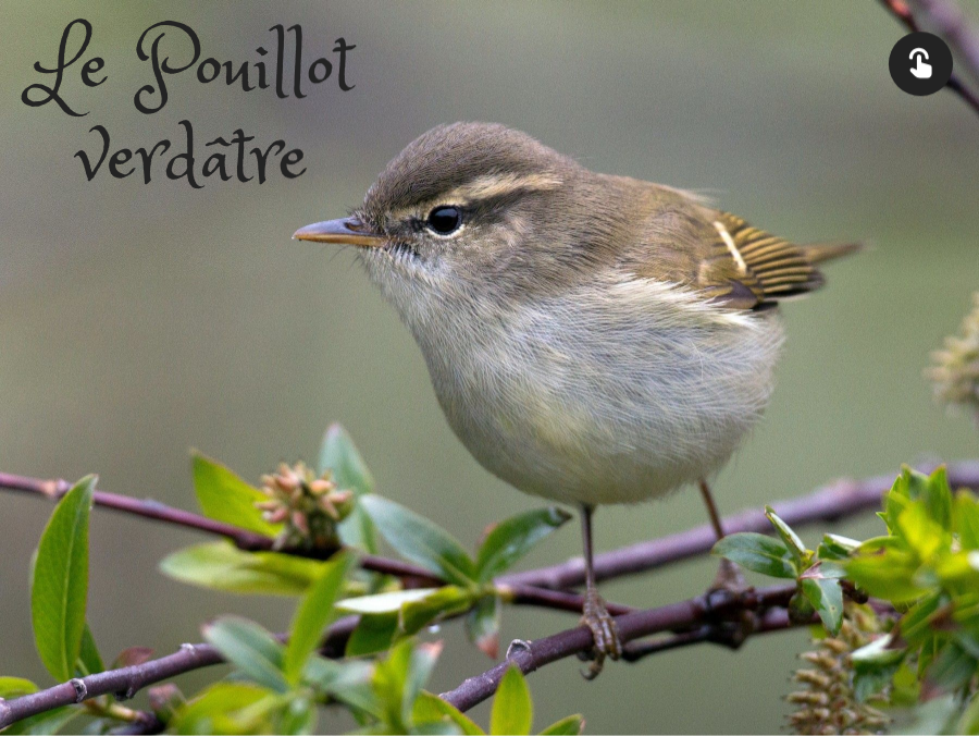 POUILLOTS VERDATRES M.Baudry | Genially