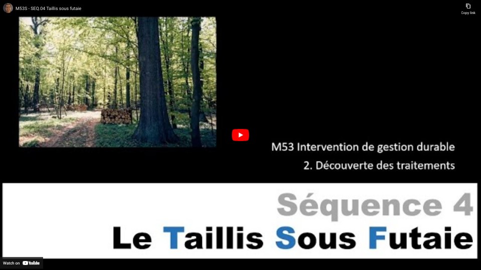 Vidéo Taillis sous futaie