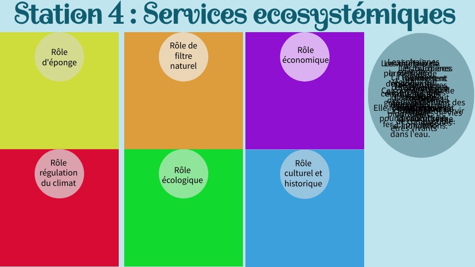 Tourbière station 4 | Genially