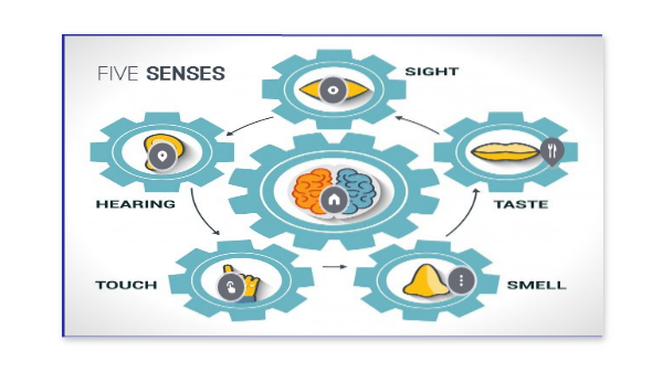 The 5 senses | Genially