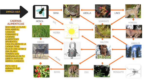 Cadenas y redes alimenticias | Genially